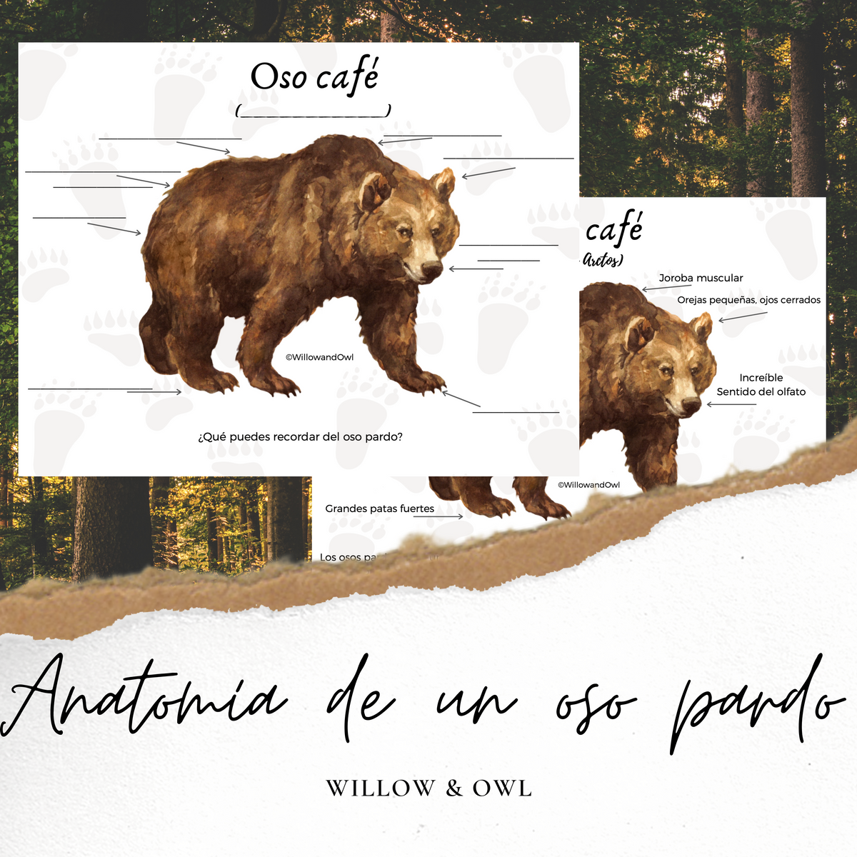 Anatomía de un oso pardo- Brown Bear Anatomy in Spanish – Willow & Owl